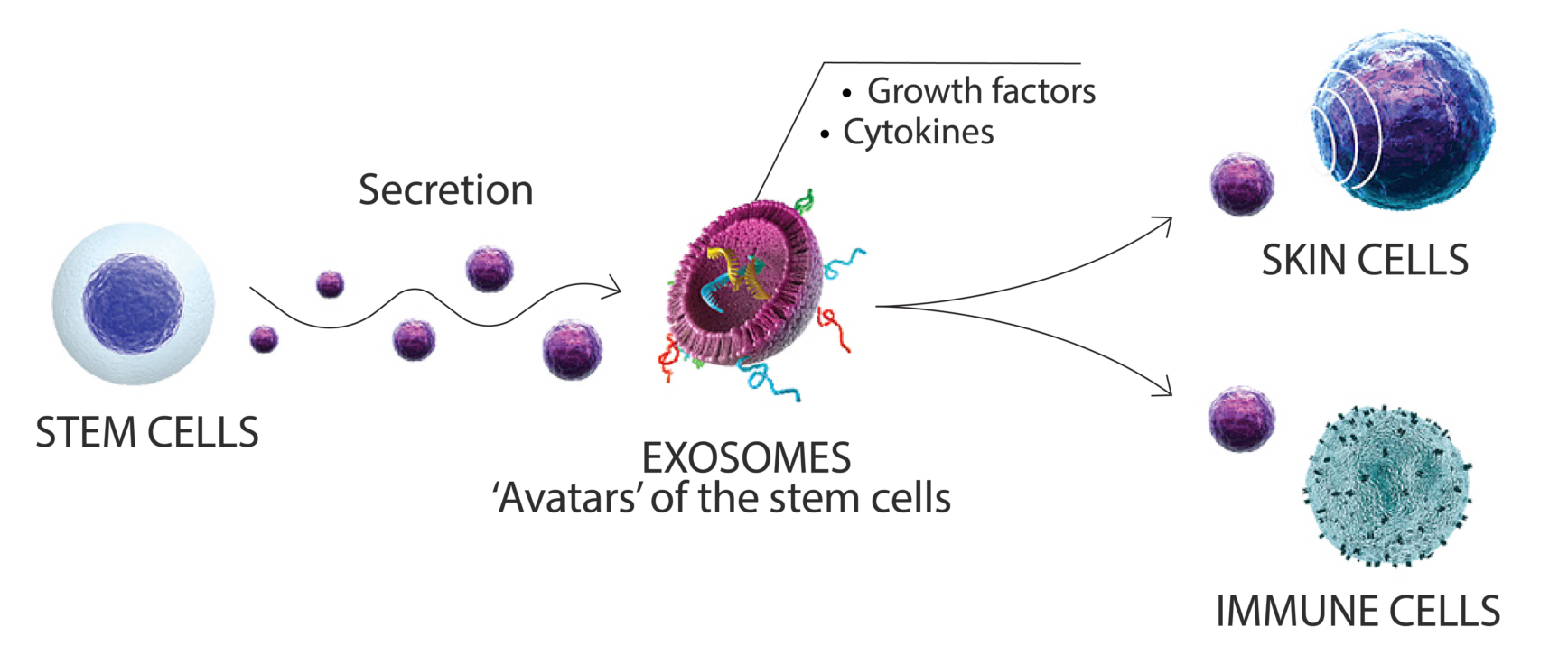Become a Distributor - Cellgenic